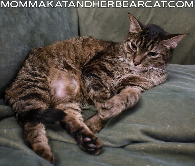 95.783% Bear - Momma Kat and Her Bear Cat