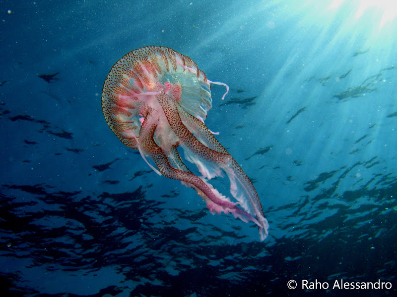 Necton e Plancton: Cnidari: Medusa Luminosa