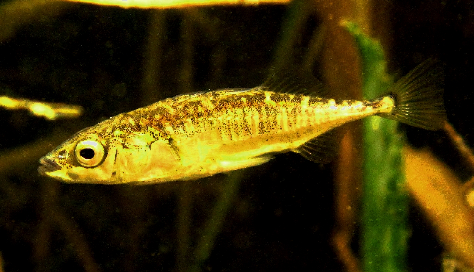 Eco-Evo Evo-Eco: Genome-wide recombination patterns and their ...