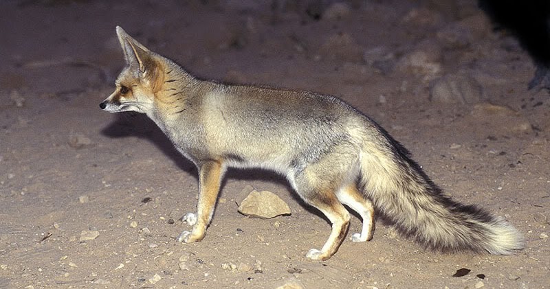 Mamíferos y marsupiales mammals of the earth: Zorro de Ruppell (Vulpes ...