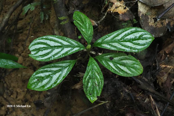 The rainforests of Borneo & Southeast Asia: Flora & fauna of Sabah (Feb ...