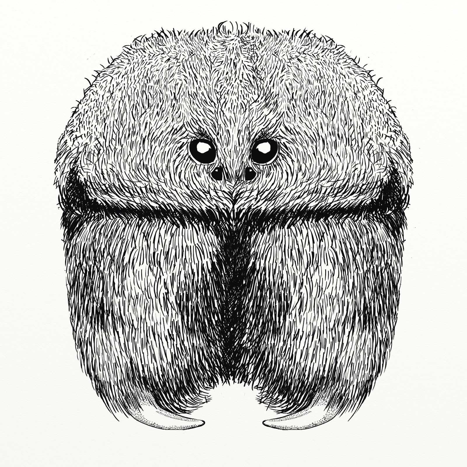 BugBlog: Eresidae: velvet spiders