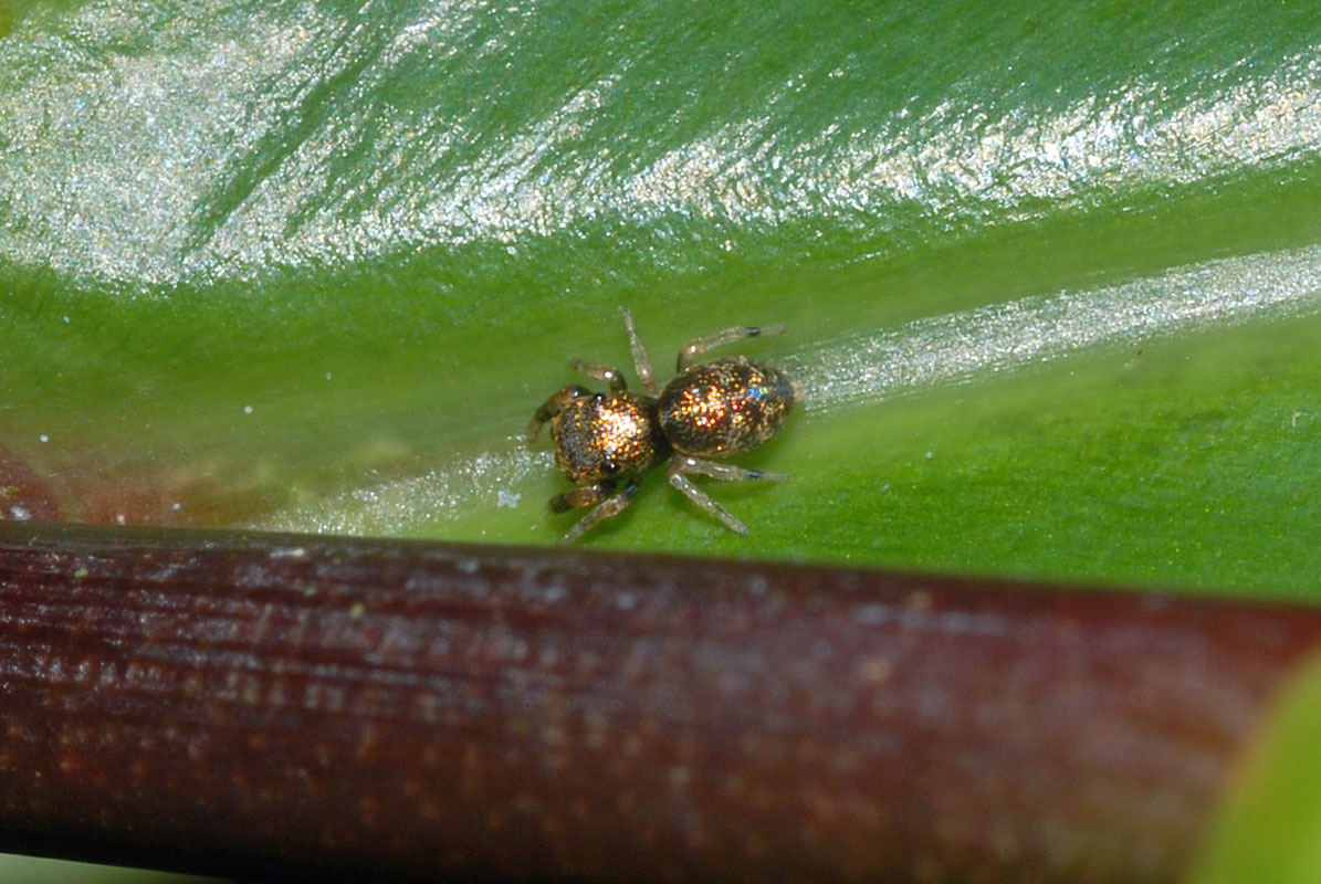 A Snail's Eye View: Gold spider