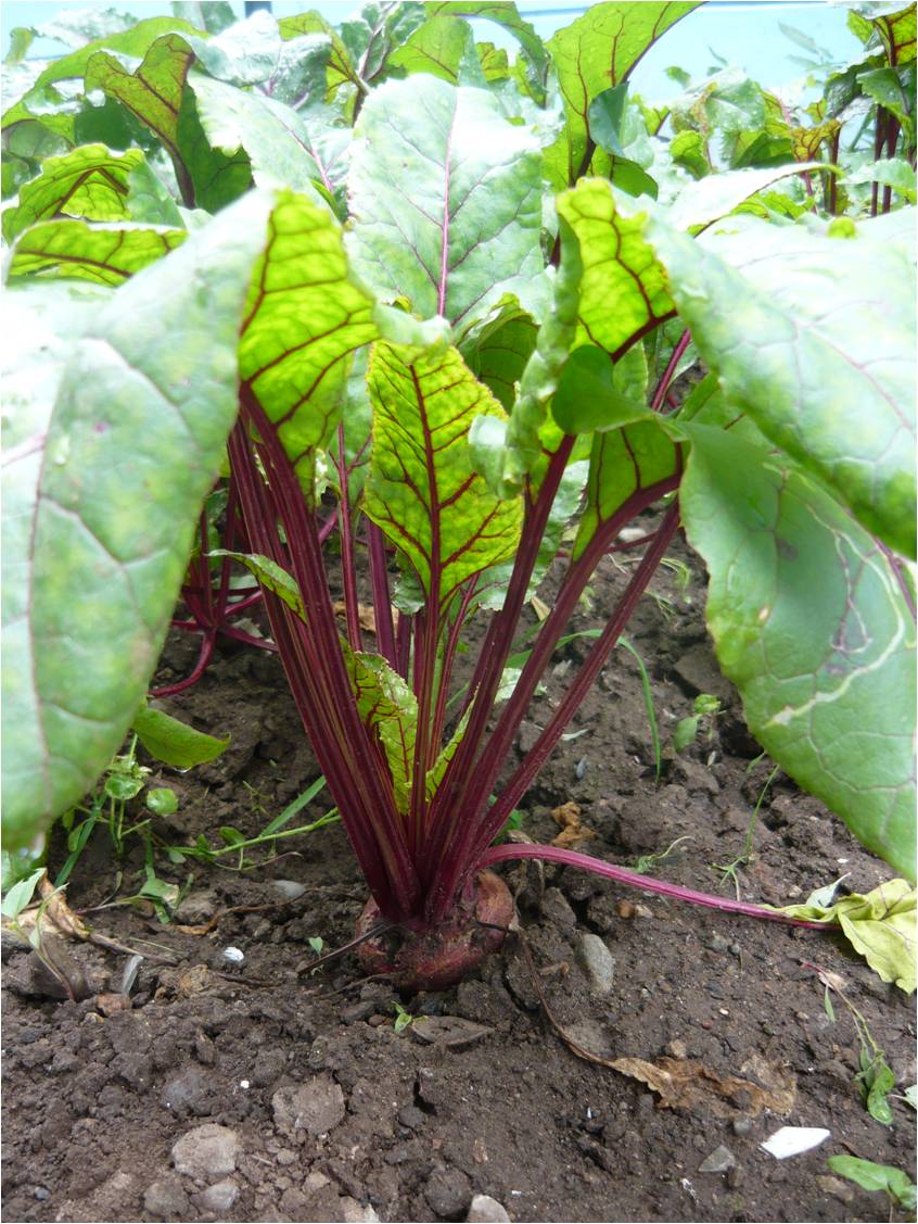 ALTERNATIVA ECOLÓGICA: CULTIVO DE BETARRAGA