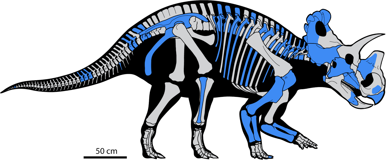 The Dragon's Tales: Wendiceratops pinhornensis: a new Campanian ...