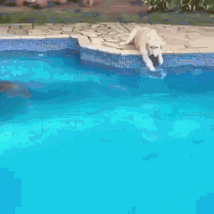 Dog swimming