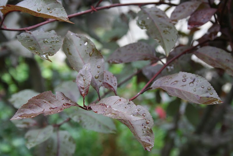 Our Garden Journal: Garden Bloggers' Foliage Day - September, 2011