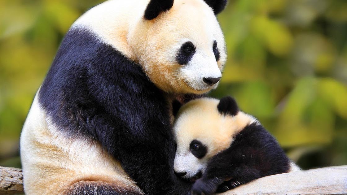 Ciekawostki O Pandach