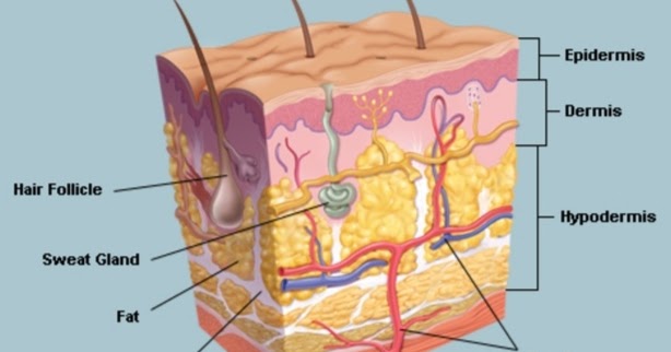 Human Body (SKIN and MUSCLES)