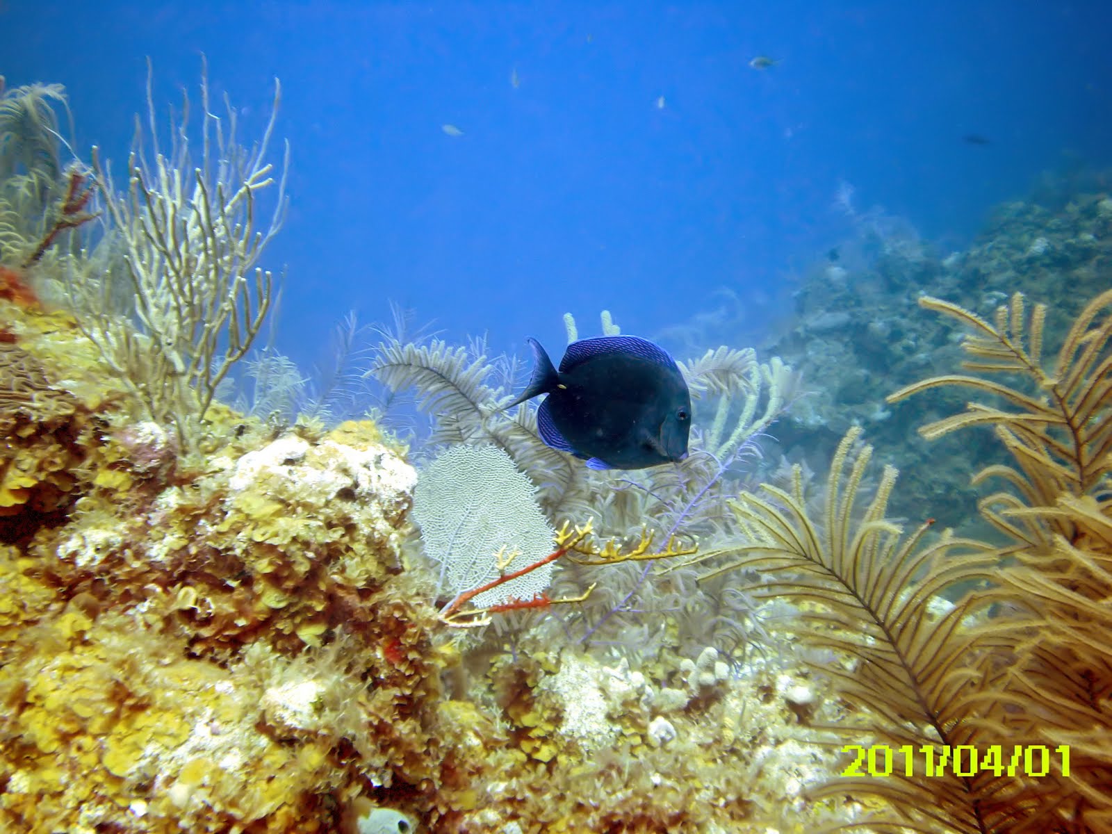 ESCUBA EN PROVIDENCIA ISLA, LA TERCERA BARRERA CORALINA DEL MUNDO.