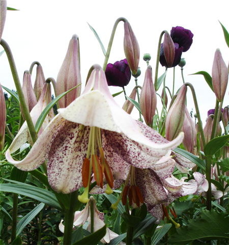 B&D Lilies Garden Blog: How to Plant Poppy Seeds - Easy Instructions.