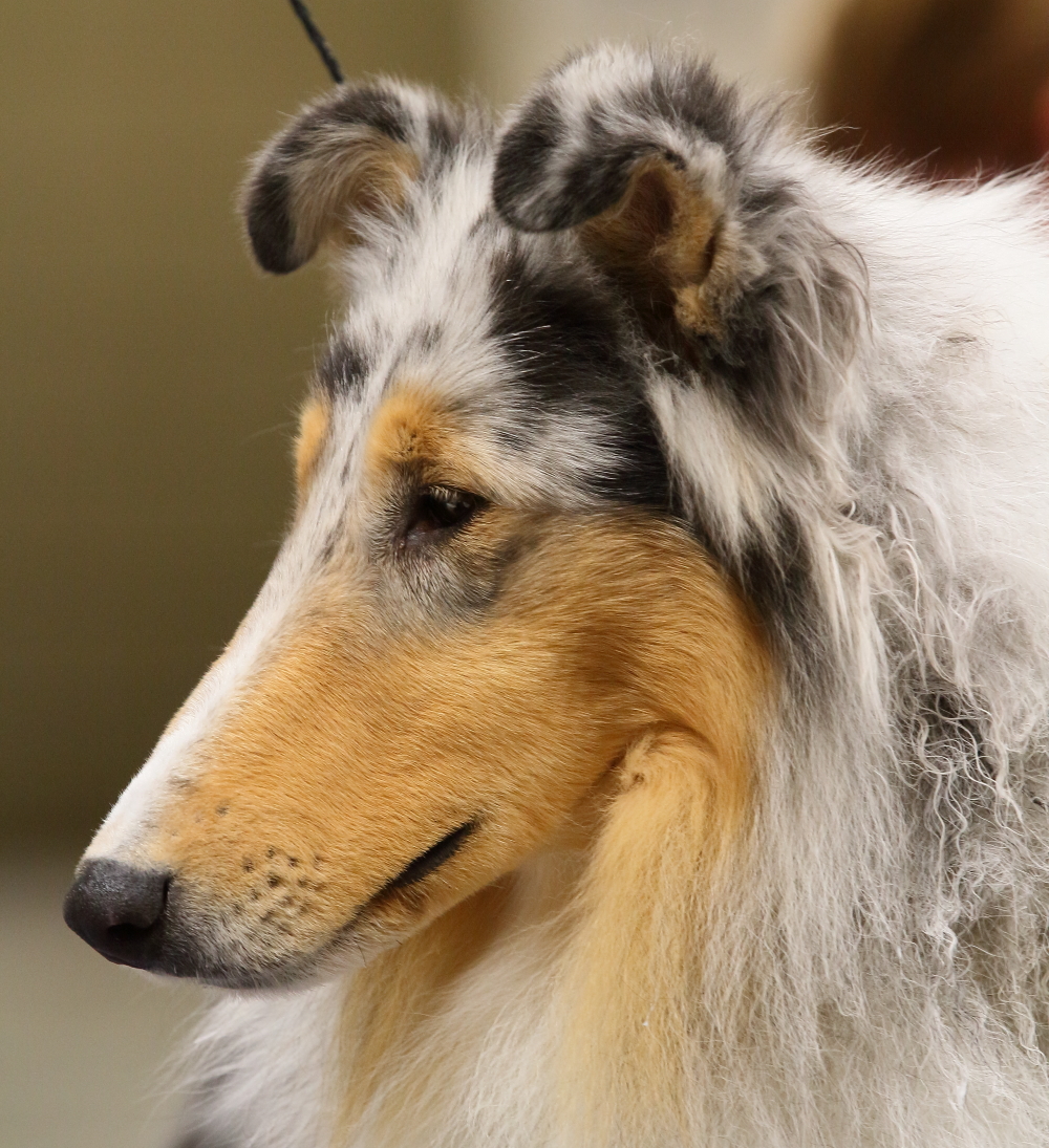 Just People: Land-O-Lakes Dog and Kennel Show: Collies