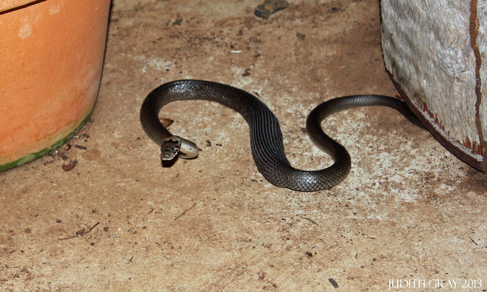 Pale-headed Snake a little too greedy