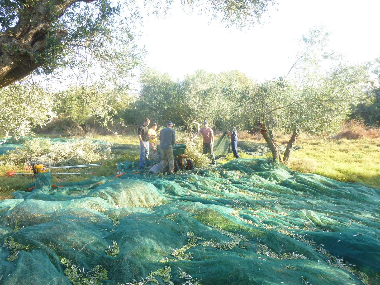 ΠΕΡΙΒΑΛΛΟΝ ΥΓΕΙΑ ΟΙΚΟΛΟΓΙΑ: ΣΥΓΚΟΜΙΔΗ ΕΛΑΙΟΚΑΡΠΟΥ-ΛΙΟΤΡΙΒΙ-ΑΠΟΘΗΚΕΥΣΗ ...