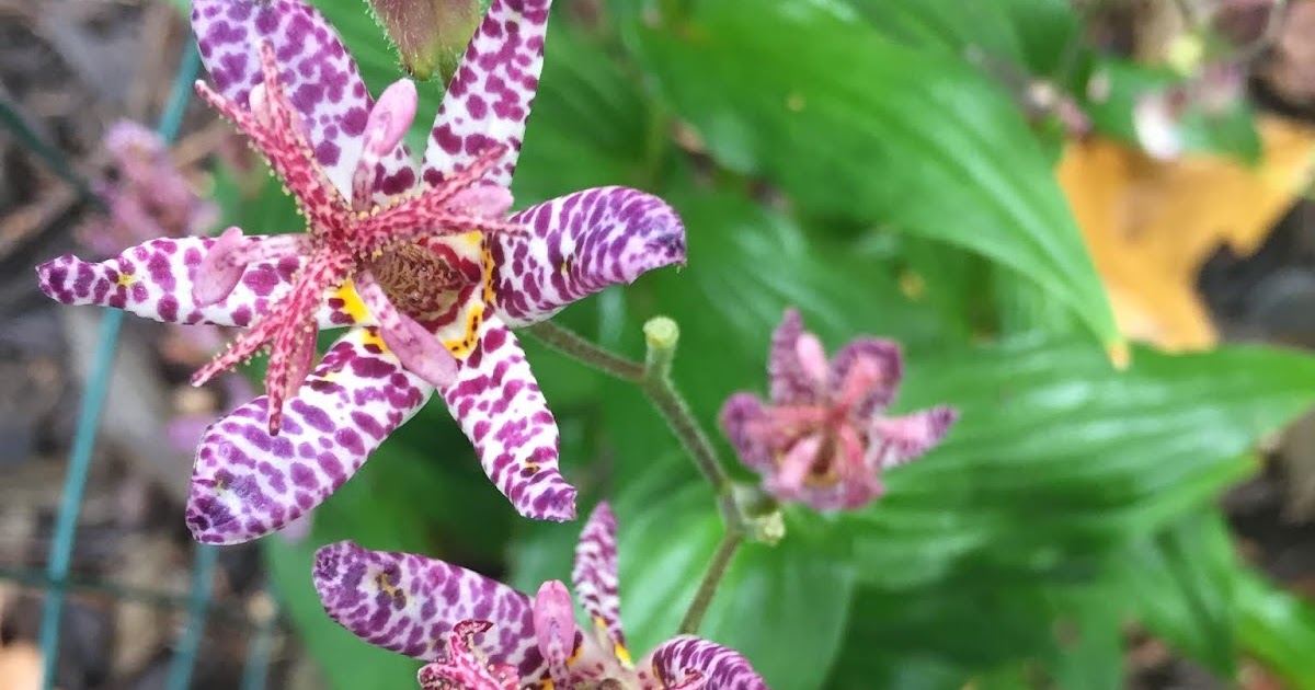 The Phytophactor: Friday Fabulous Flower - Toad lily