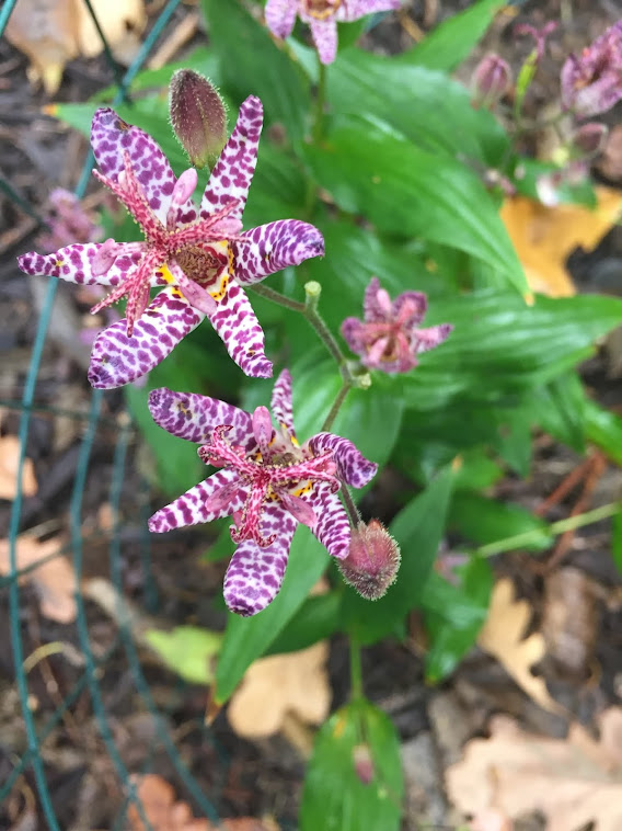 The Phytophactor: Friday Fabulous Flower - Toad lily