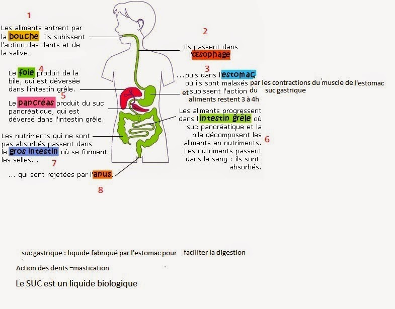 Apprenons ensemble: l'appareil digestif