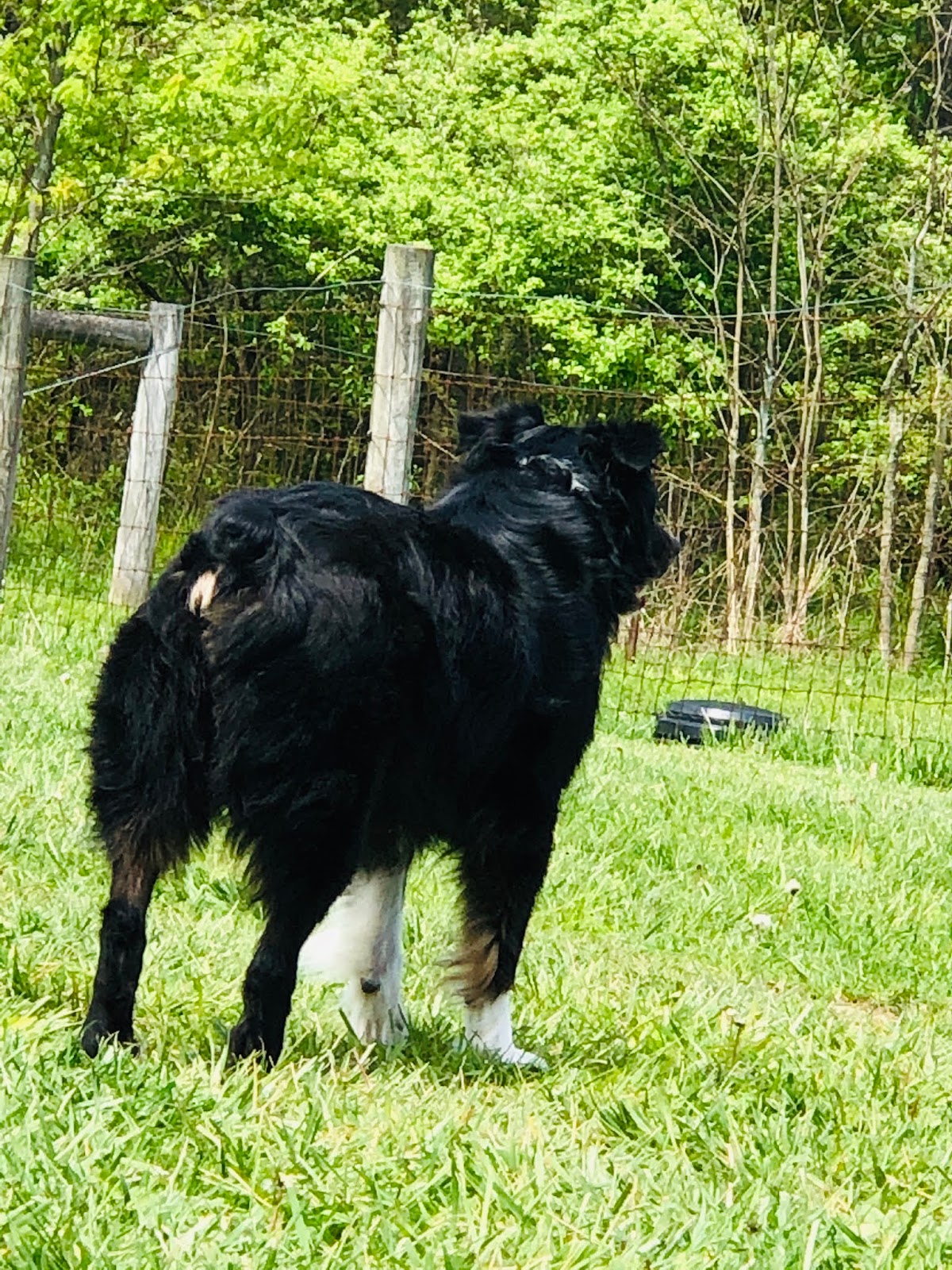 Little Bear Swamp Farm Australian Shepherds With Tails