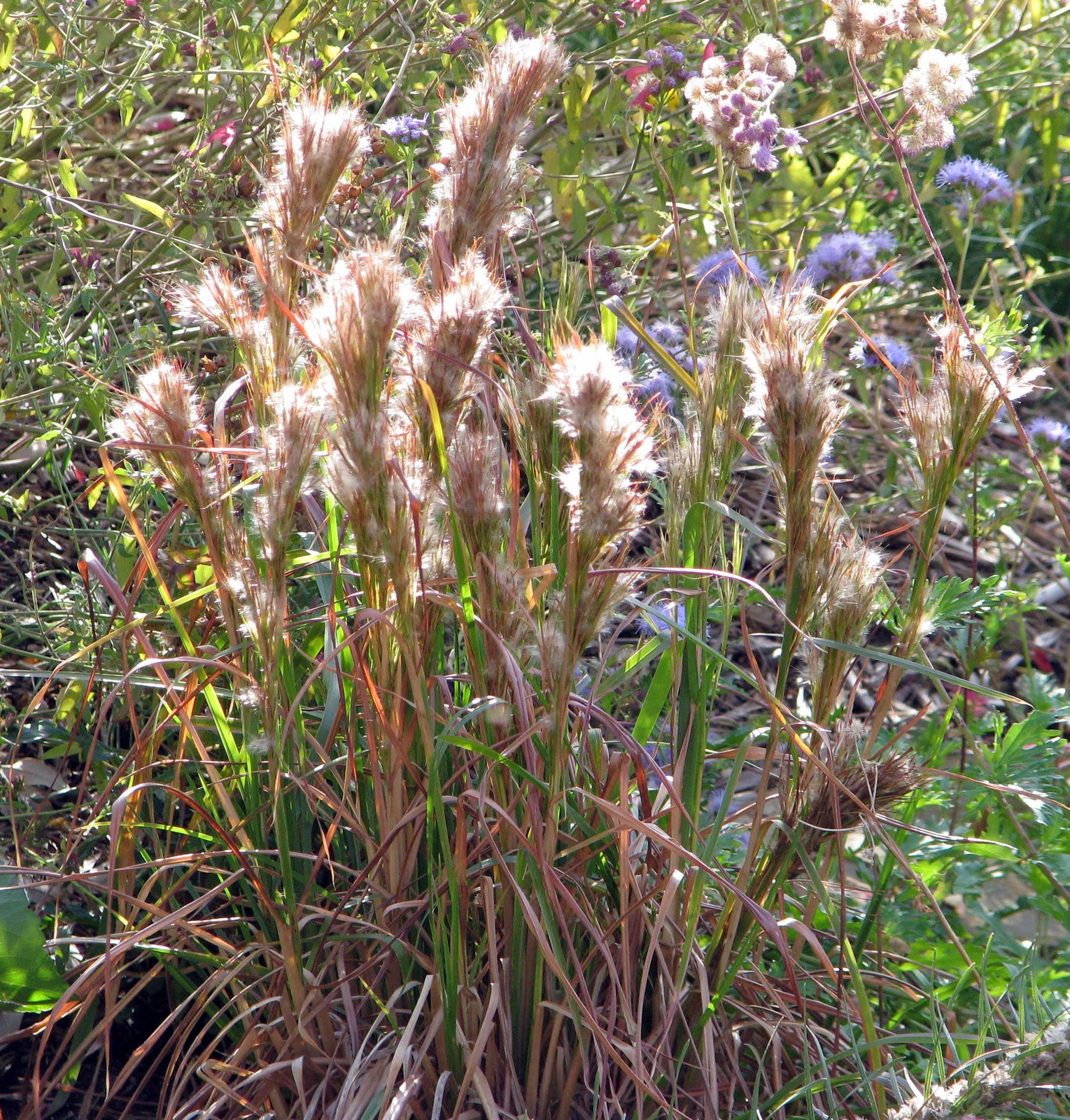 Plano Prairie Garden: Fall Colors - Grasses