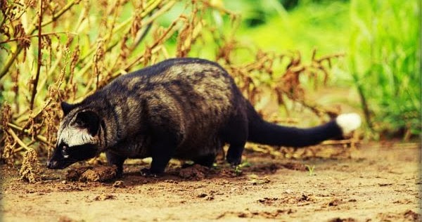 animal lovers and education: 7 Cara memelihara musang pandan