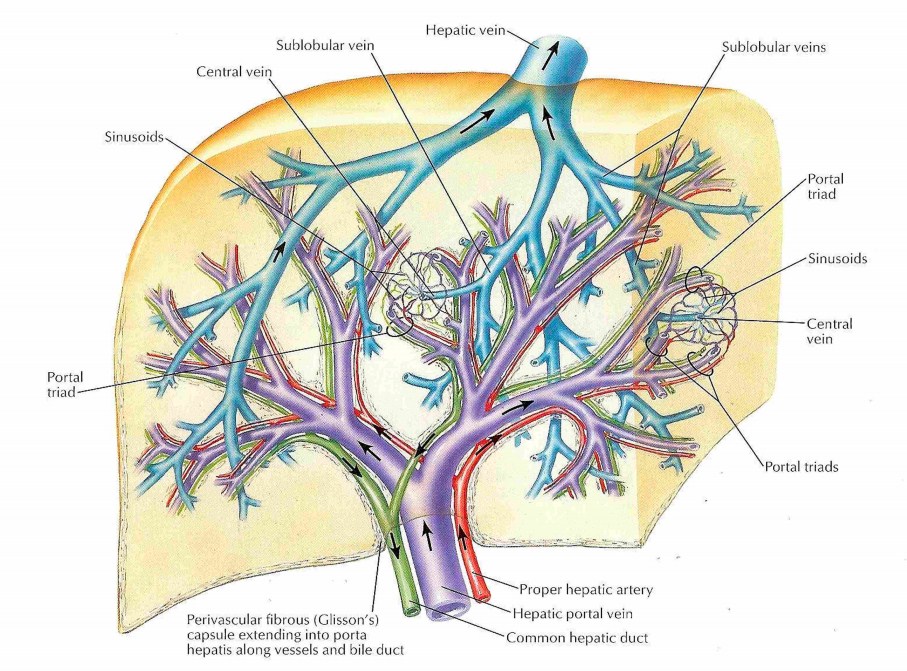 Liver Disease and Abdominal Fluid Buildup
