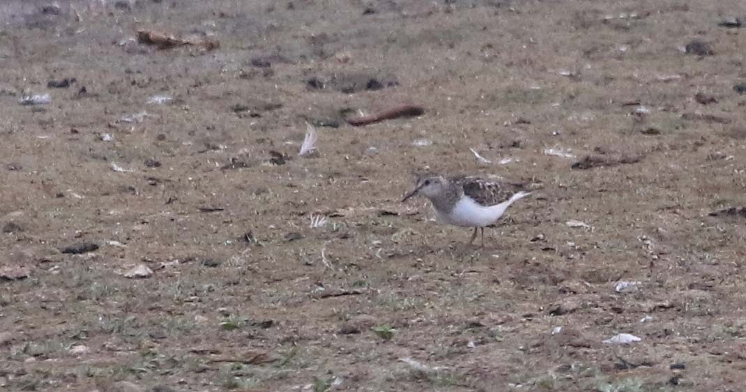 London Birder: London Bird News