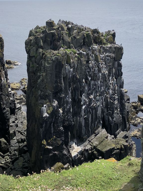 Excursion a la Isla de May (Escocia) para ver puffins | Sin mirar a nadie