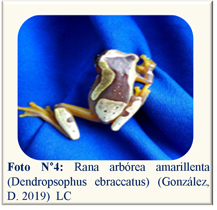 POBLACIONES ANURAS: DIVERSIDAD DE ANUROS