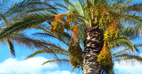 Ciri Ciri Pohon Kurma (Phoenix dactylifera) Di Alam Liar ...