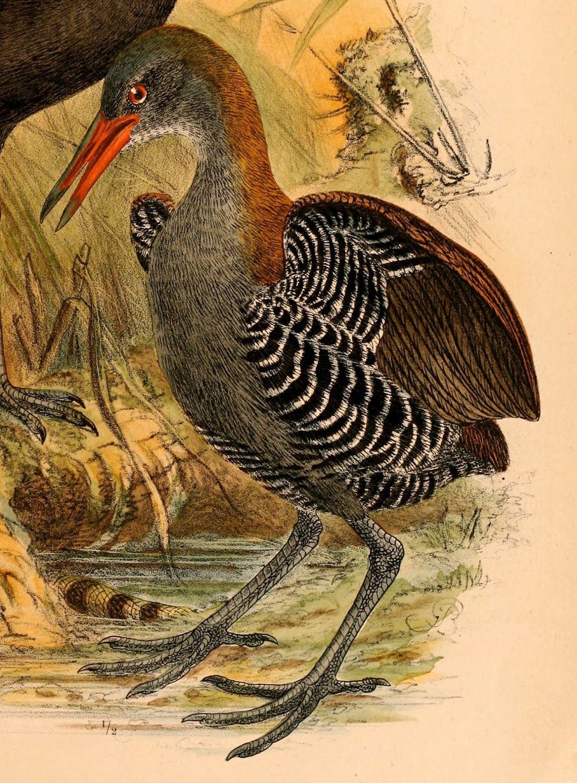 Flora dan Fauna Khas Sulawesi Barat - THE COLOUR OF INDONESIA