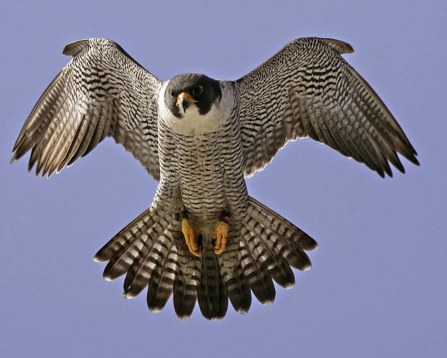 Flora y Fauna de las Sierras de Jaén: HALCON PEREGRINO
