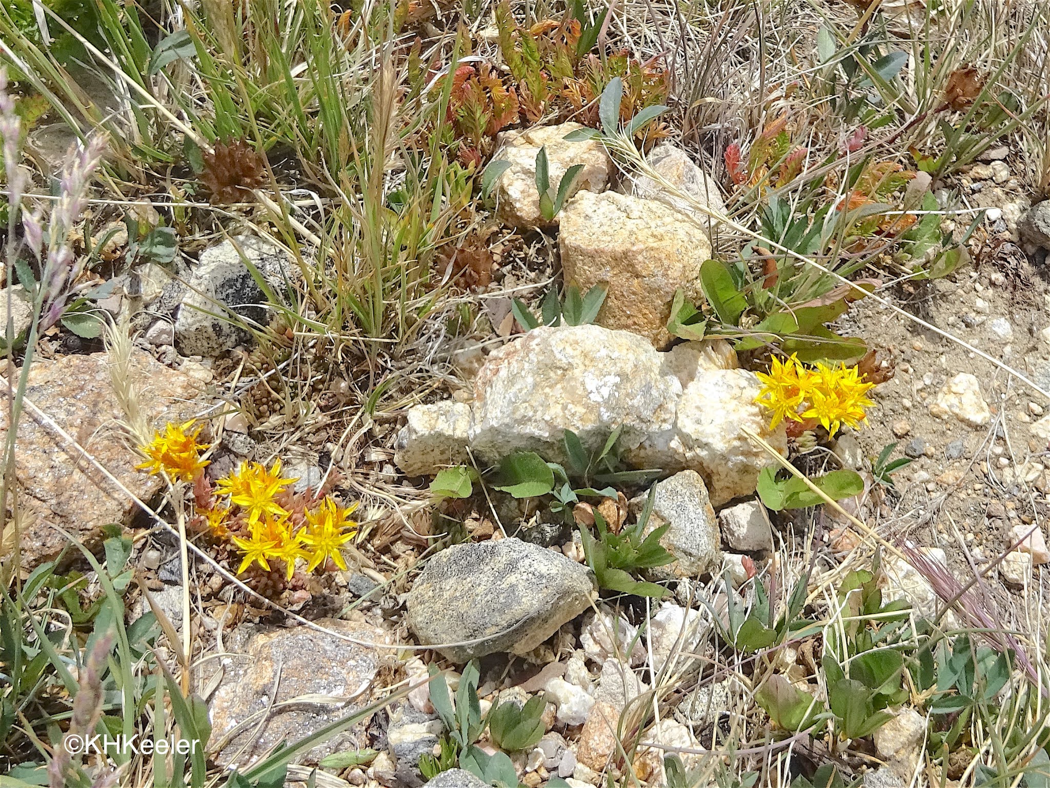 A Wandering Botanist: Alpine Tundra Wildflowers in Rocky Mountain ...