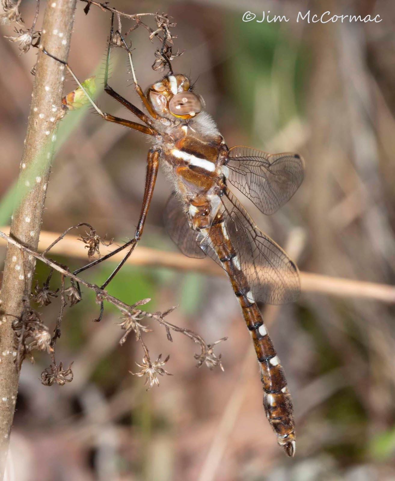 Ohio Birds and Biodiversity: Stream Cruiser: A "life" dragonfly