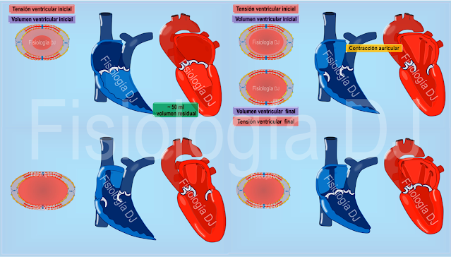 Fisiología DJ: Fisiología: Precarga y poscarga cardíaca