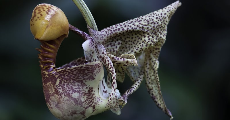 Coryanthes macrantha care and culture | Travaldo's blog