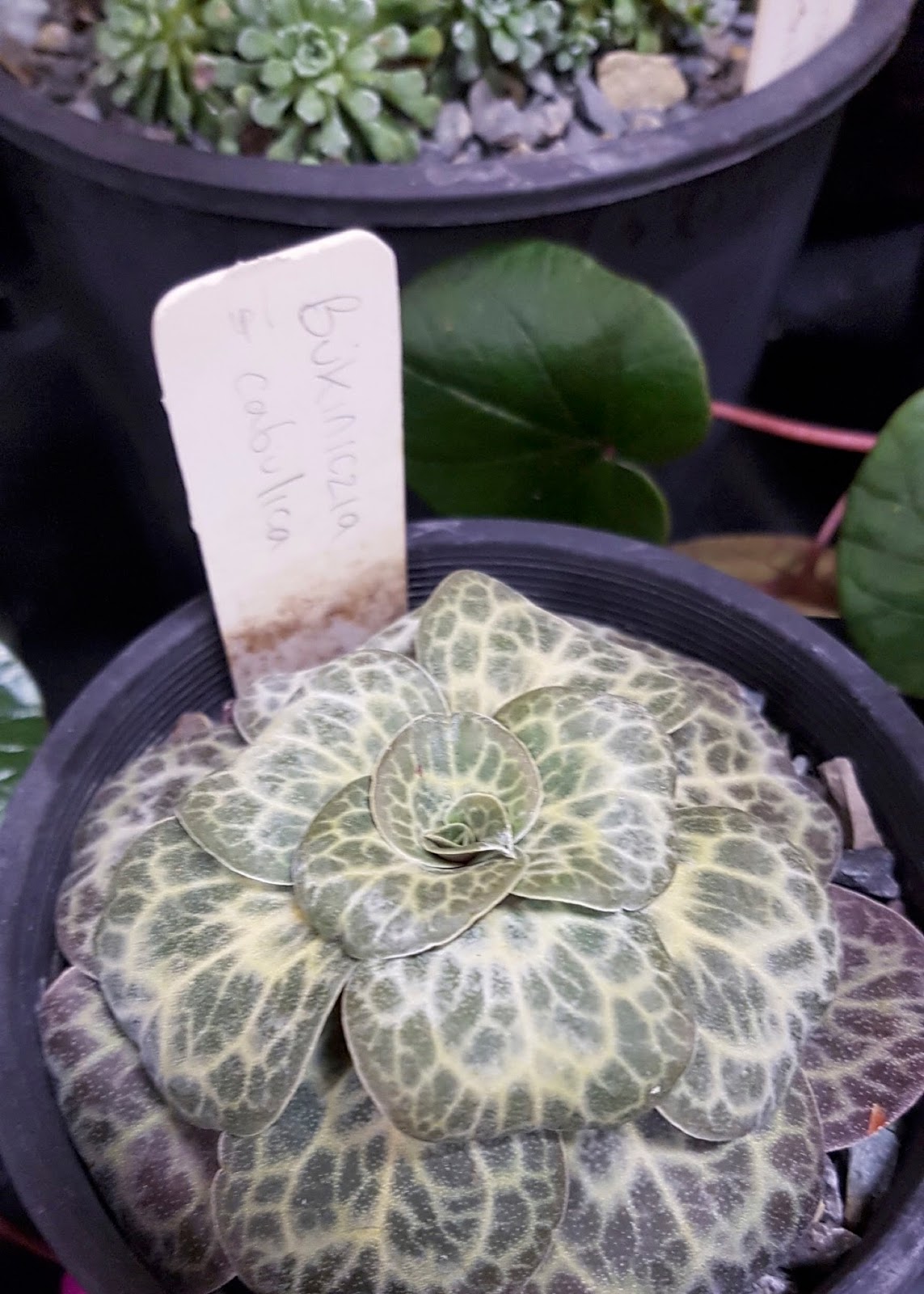 Alpine Garden Society Victorian Group: Oron Peri Talk.