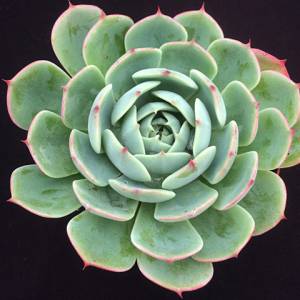 Hoja Oblonga (oblongus) - Botánica integra