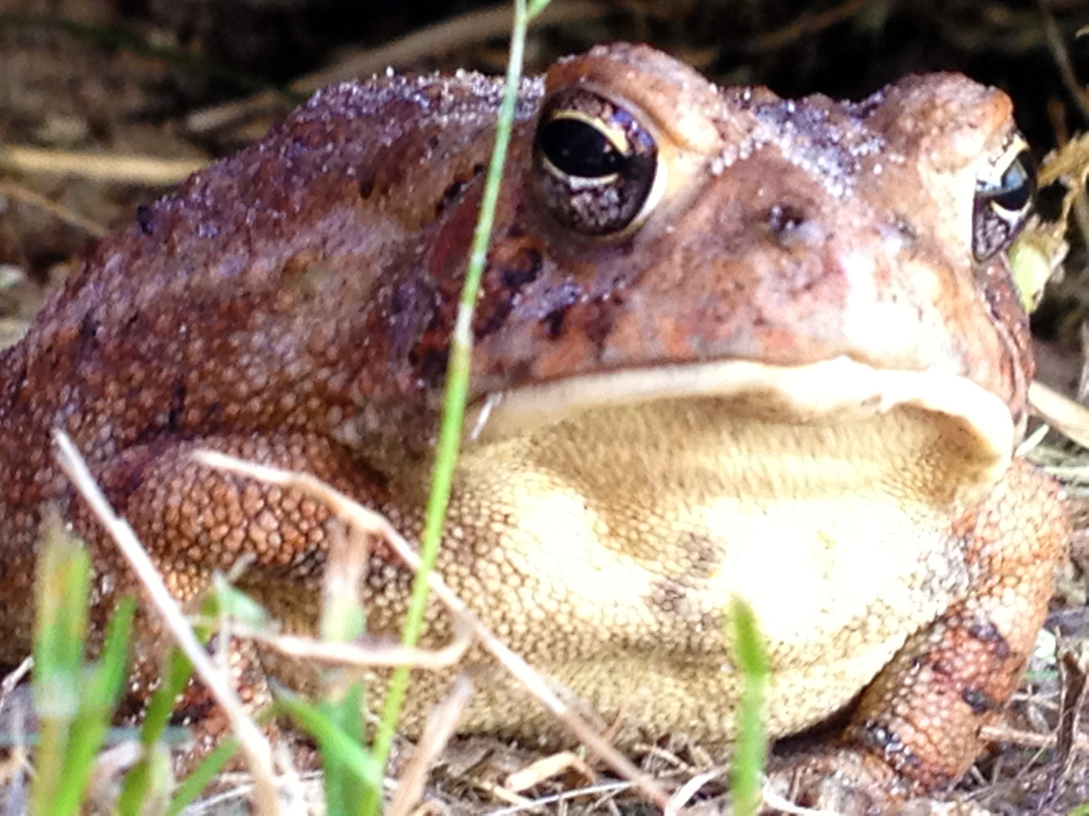 Calm, Forward, Straight: WW