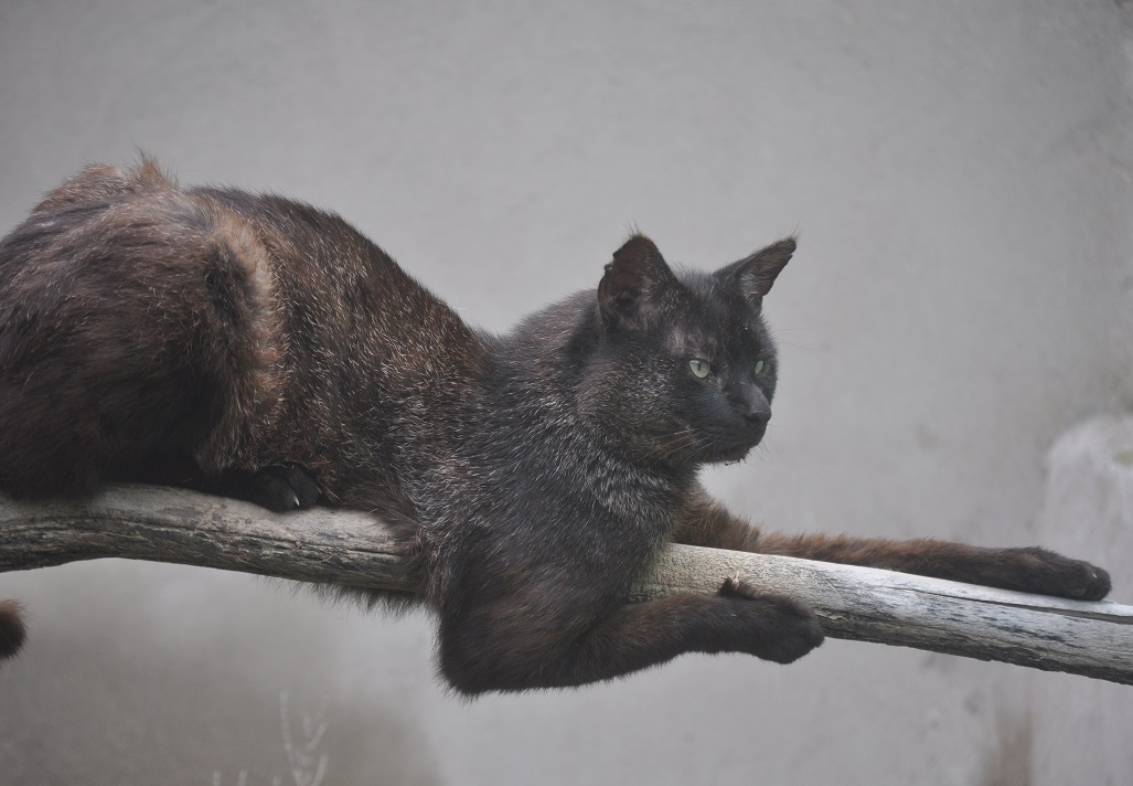 ZOOTOGRAFIANDO (6.100 ANIMALS): GATO DE LA JUNGLA / JUNGLE CAT (Felis ...