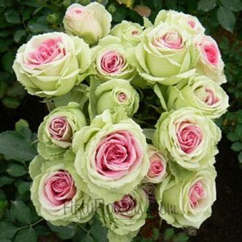 Allinallwalls : Most beautiful green roses in the world, green flowers ...