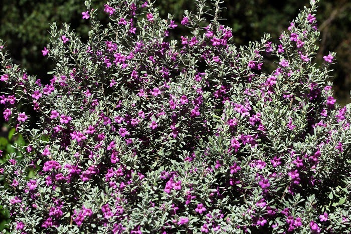 Gardening With Nature: This week in the garden - #80