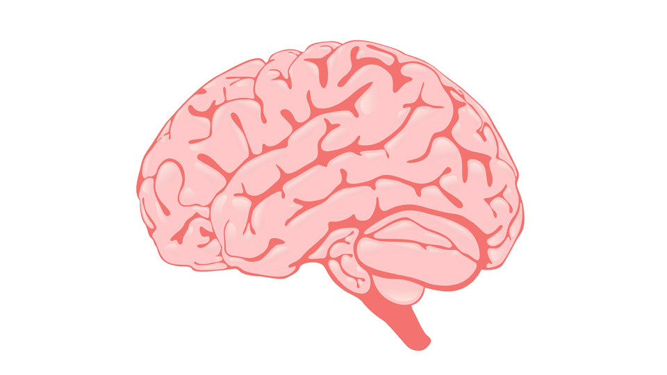Facts About Human Brain - FactsNinja