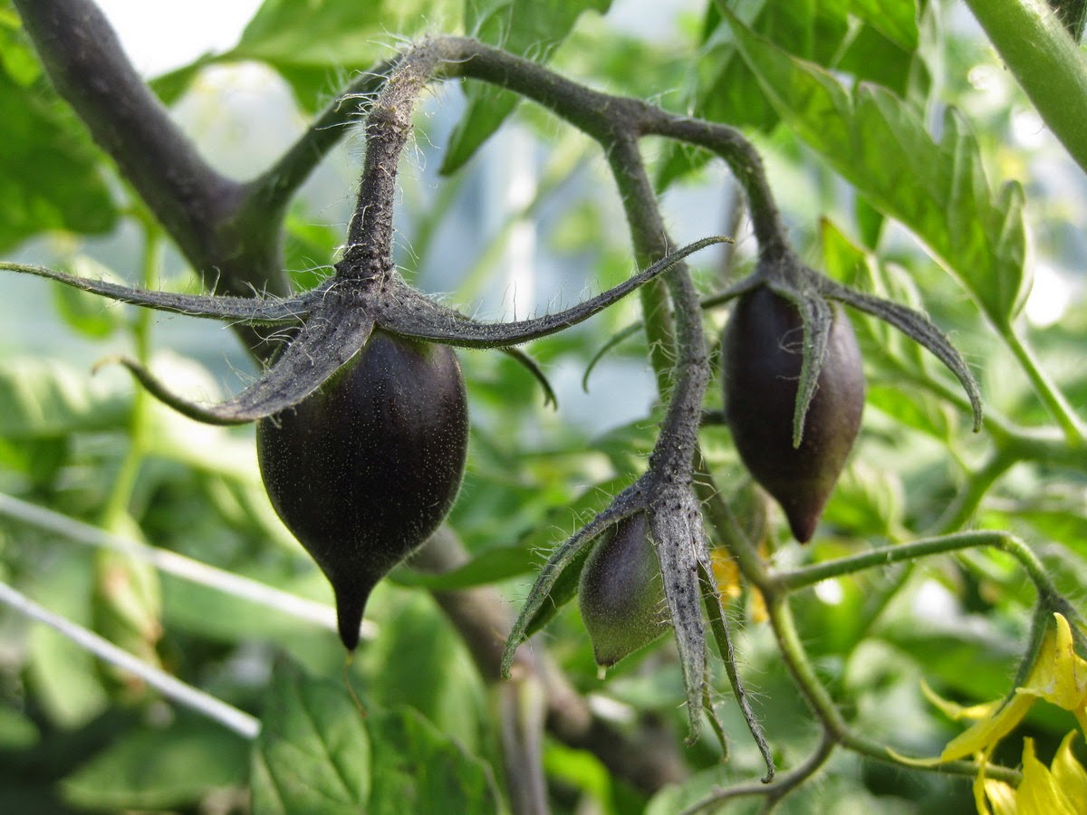 Mostly Tomato Mania: Shadow Boxing, bred by Tom Wagner