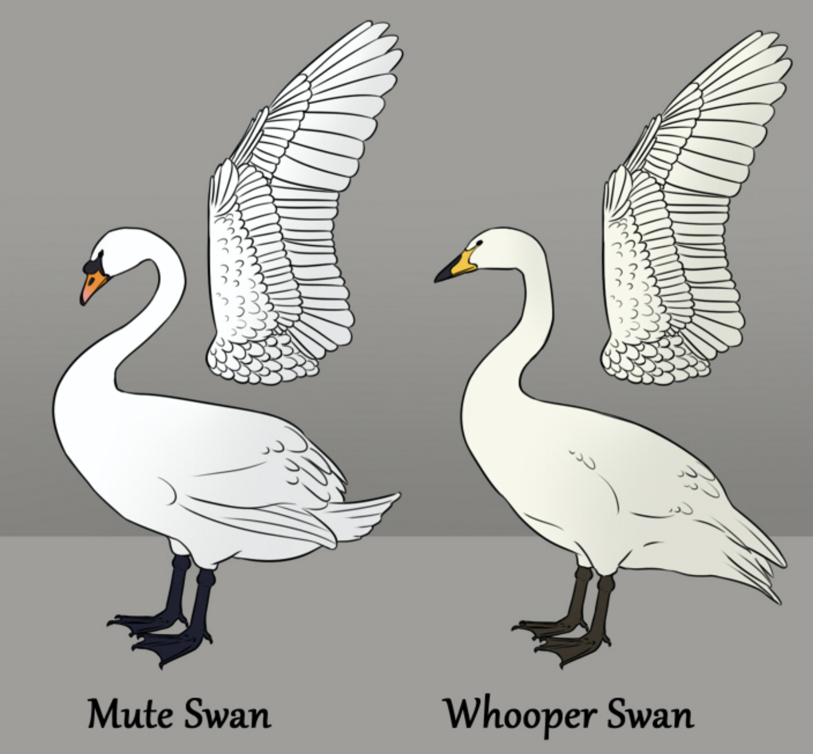 Old European culture: Woman with torches and swans