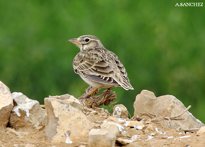 Aves de Aragón : Calandria común