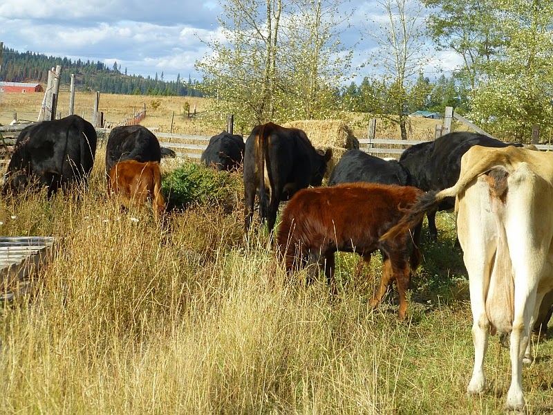Rural Revolution: Fall cattle roundup