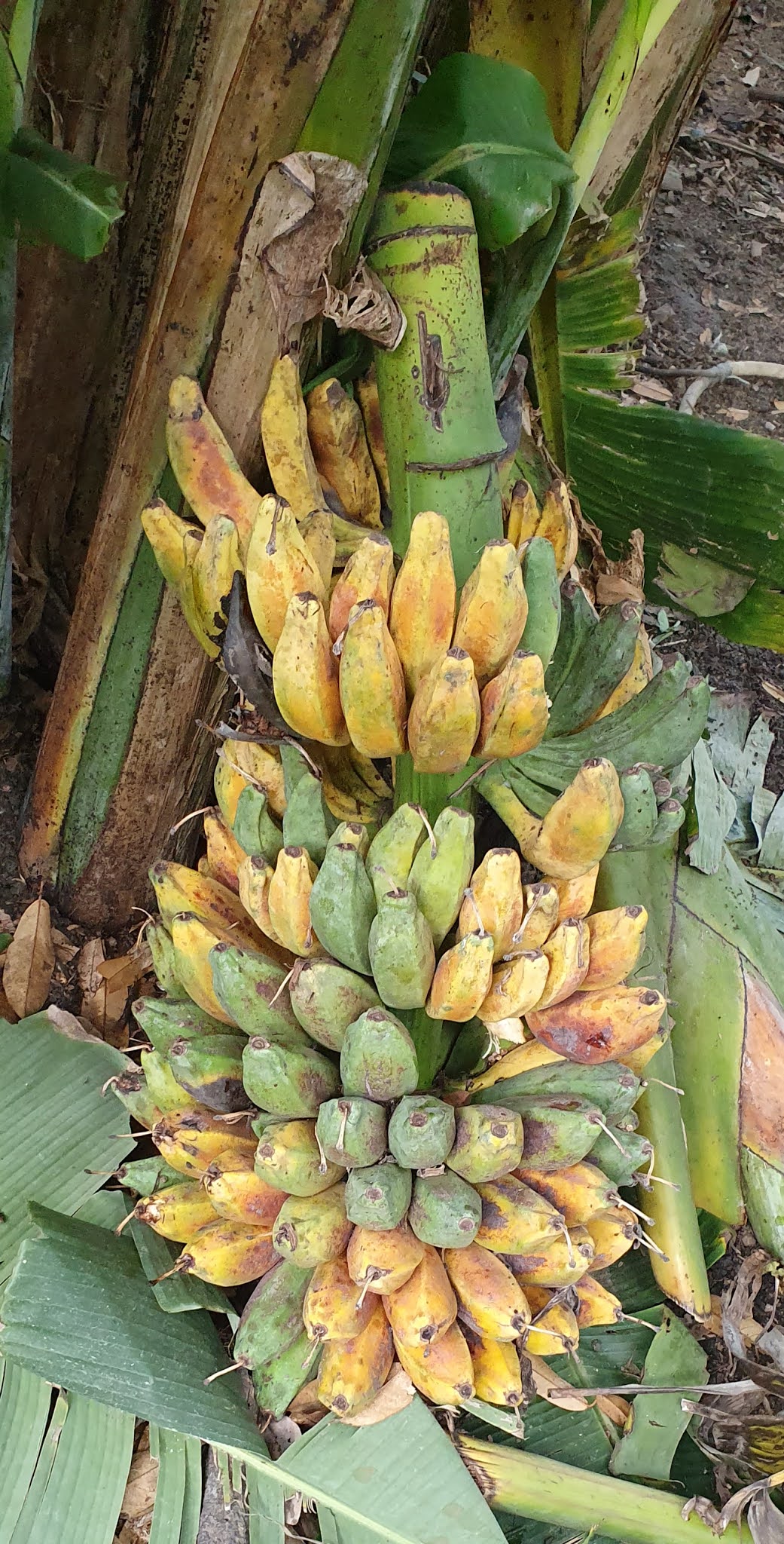 Warisan Petani: Pokok Pisang Benggala