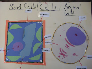 Third Grade Smarties!: Animal and Plant Cells