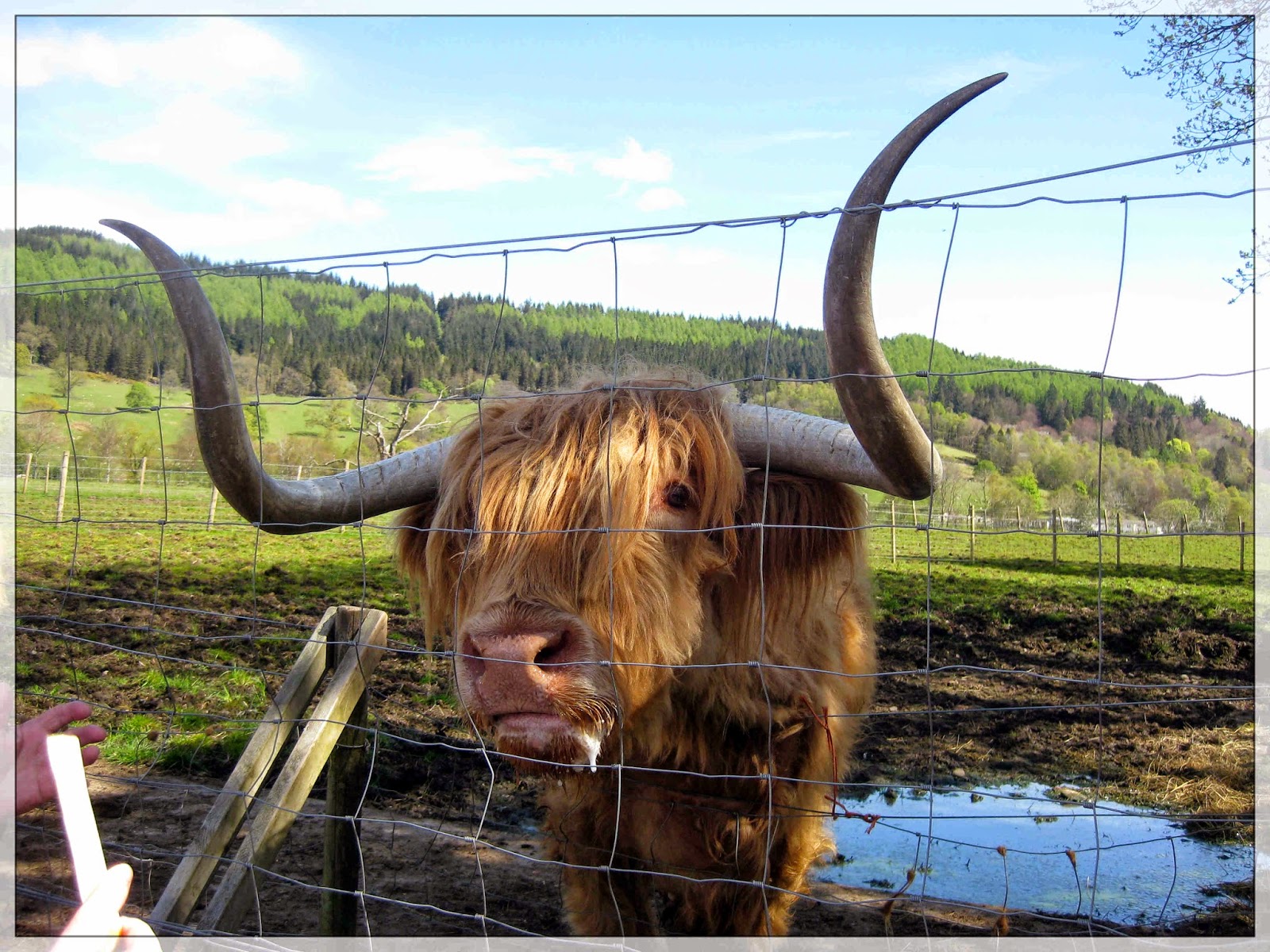 vacation on a budget: Hamish the Hairy Coo (Highland Cattle)