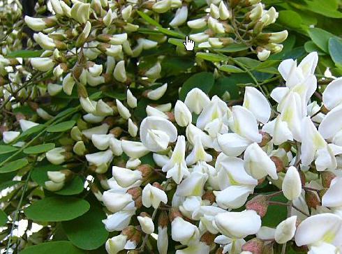 Tarım Siteniz: Akasya Ağaçları (Acacia Trees)